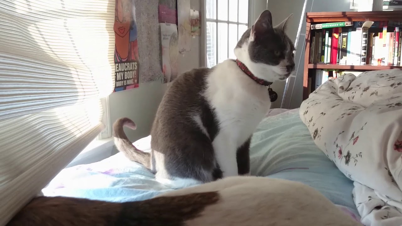 Ms. Meow needs your attention - YouTube