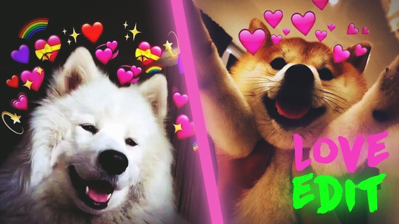 ( Mood Edit Love ) - Heart Dog Meme - YouTube