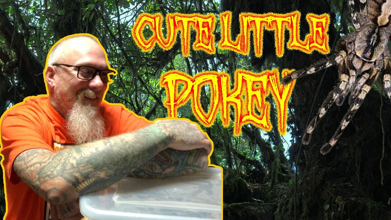 Cute little Pokey: The Indian Ornamental Tarantula let's discuss how ...