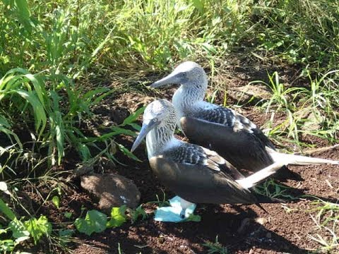 Blue boobies birds mating dance Galapagos island - YouTube