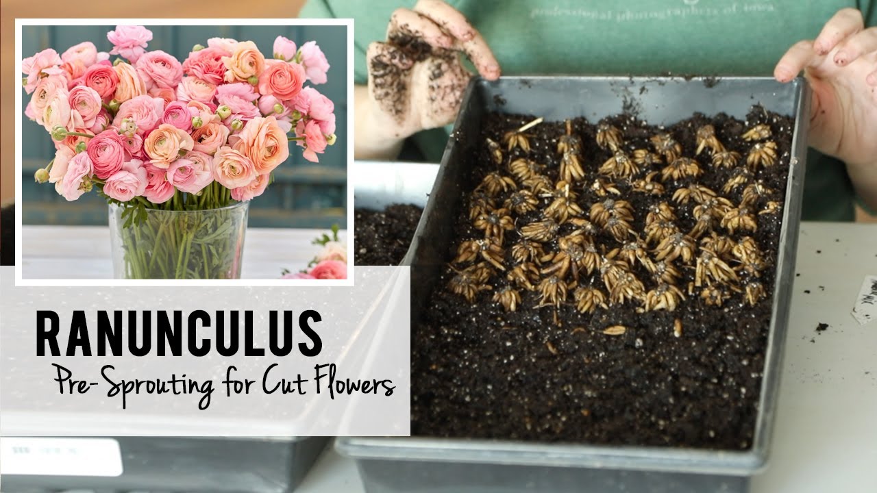 Presprouting Ranunculus for Cut Flowers : Sunshine and Flora Flower ...