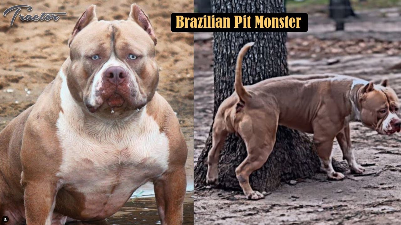 Sumo & Samba Series Podcast - Brazilian Pit Monster VS American XL ... Sumo & Samba Series Podcast - Brazilian Pit Monster VS American XL ...