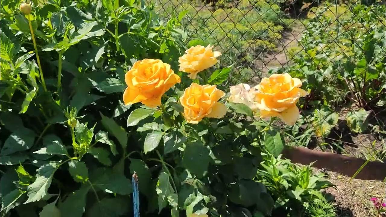Роза КЕРИО,второй год. - YouTube