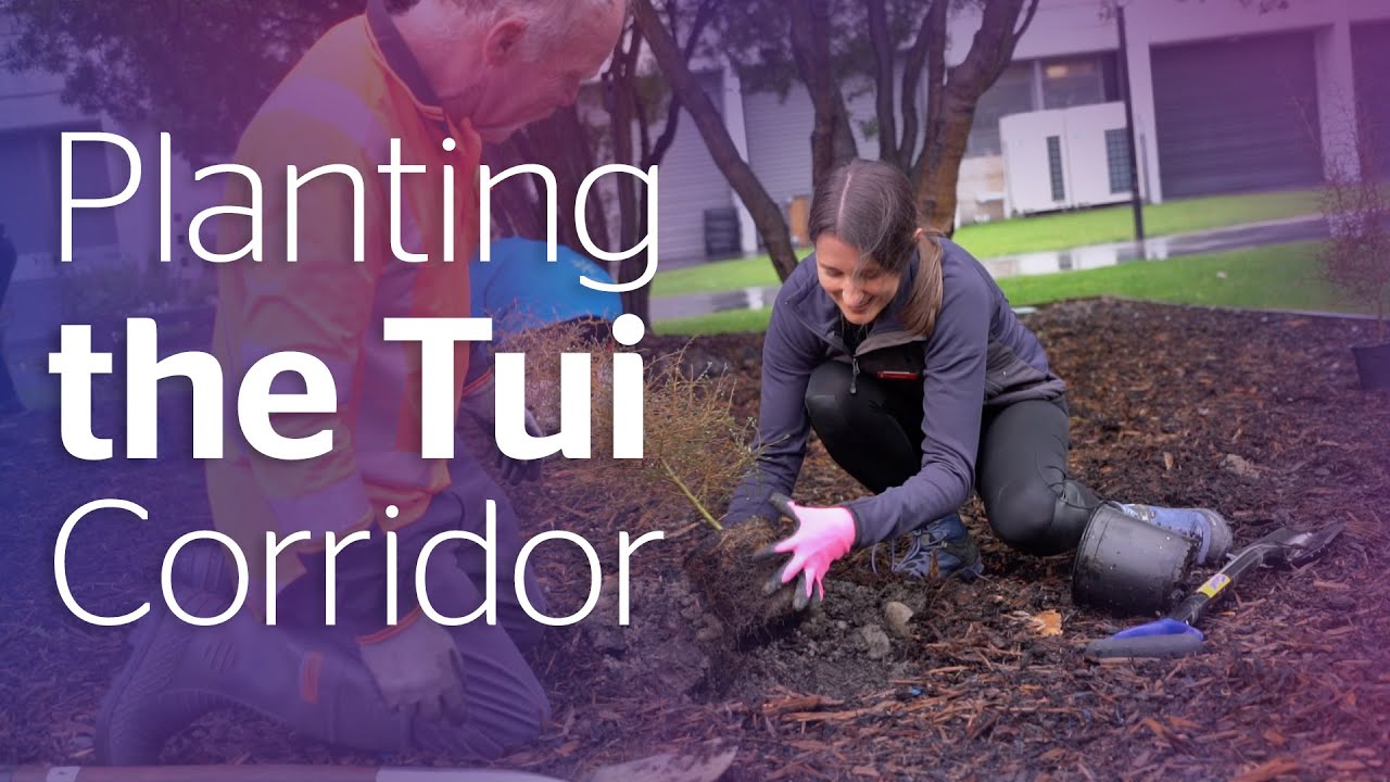 Planting the Tui Corridor on the South Green - YouTube