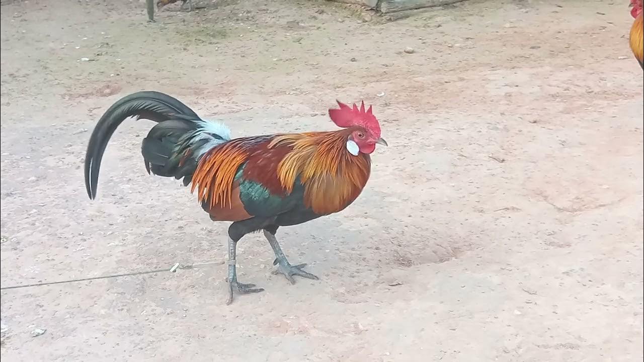 9 (1) Saib qaibf1.f2 khav kawg lawm nawb zoo dib kawg . 2025 - YouTube