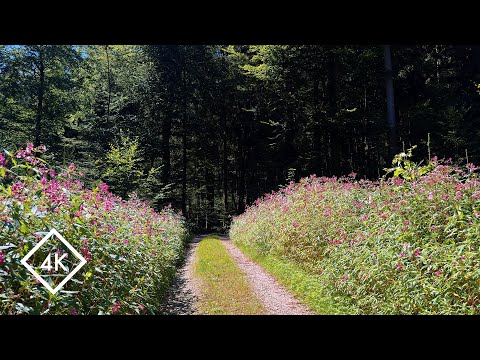 Bavarian Alps Forest Ambience Summer: Germany Nature 4K | Birds Chirping Nature Sounds for Relaxing