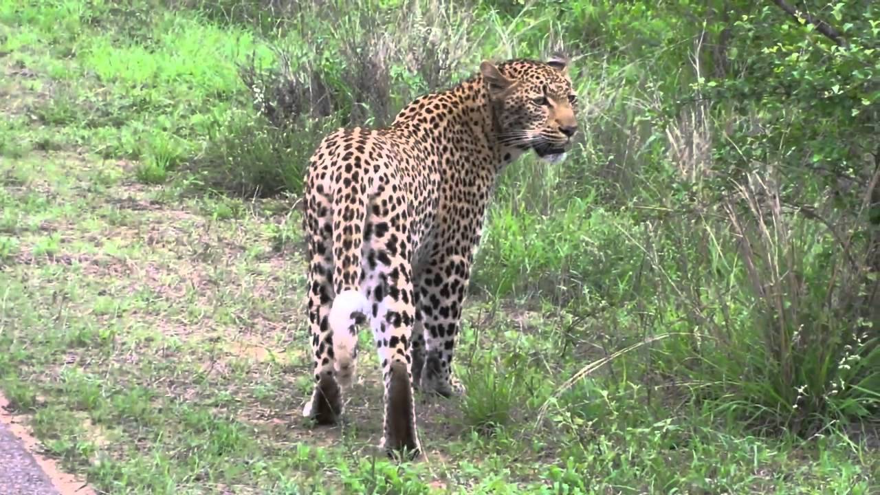 2012-1021 k368 Leopard Calling for Mate - YouTube