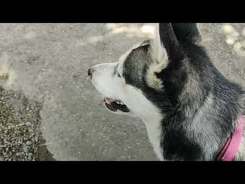 Pekosa being happy at the park!