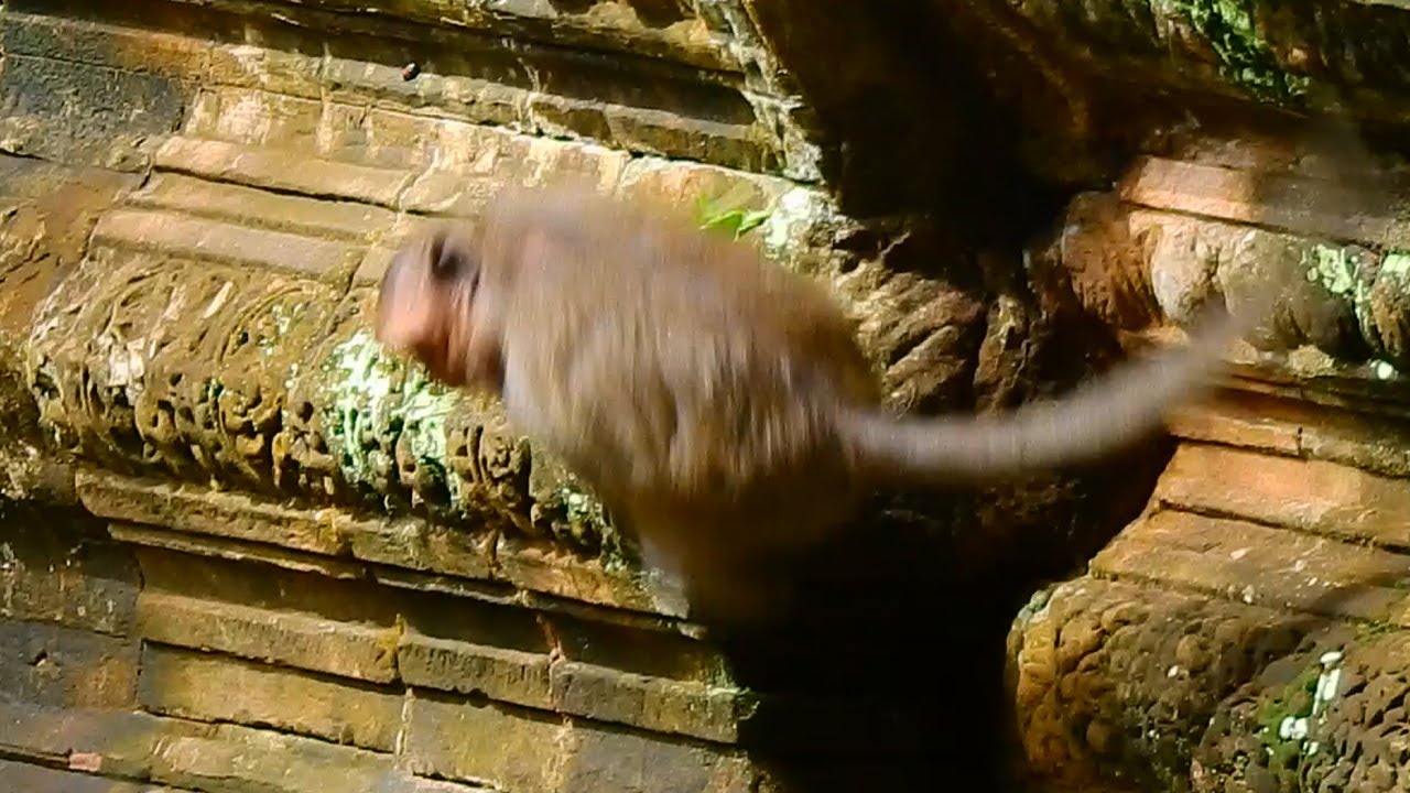 MG- Giant Bb Jinx Monkey Dizzy Fall Down On Rock Coz Low Power After ...