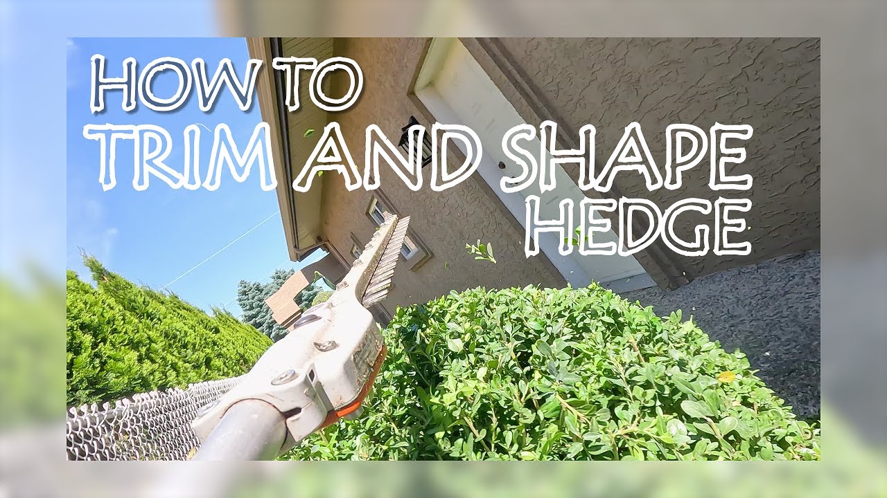 HOW TO SHAPE A HEDGE (LIKE EDWARD SCISSOR HANDS) - YouTube