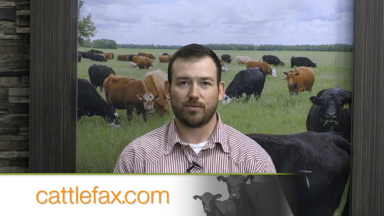 CattleFax Closing Bell: Ground Beef Drives the Market– July 11, 2025 ...