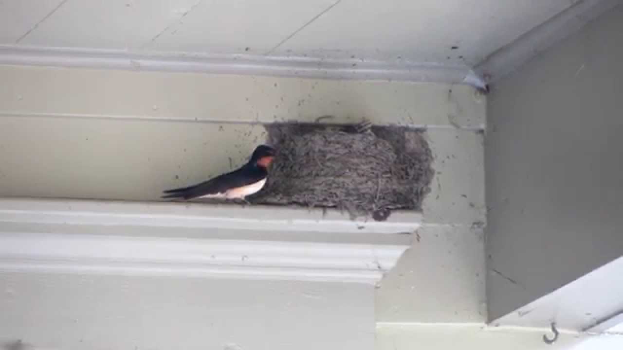 Barn Swallows Nesting at Wolf Road Prairie - YouTube