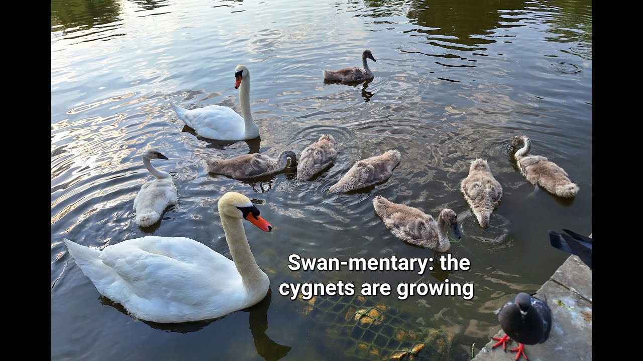 Wanderings around the swan family: the 8 cygnets have grown a lot and ...