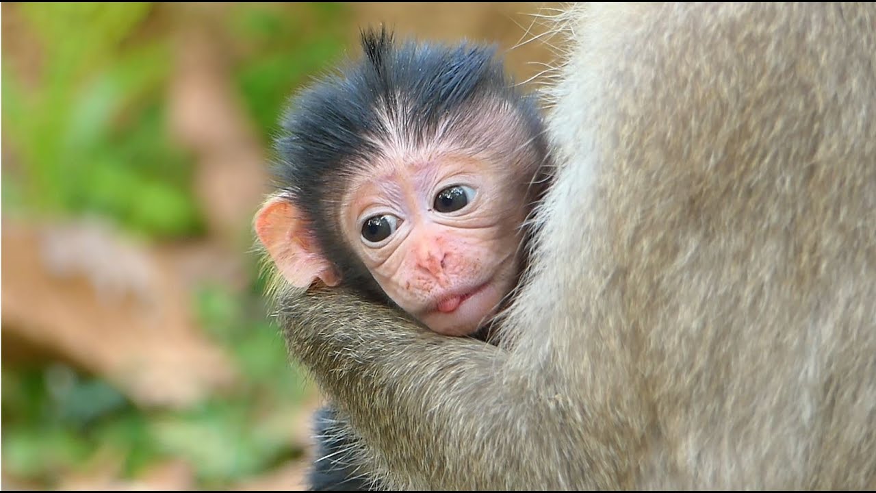 Look At His Face Clear Or Not Newborn Baby Monkey Nathan Nanda Try To ...