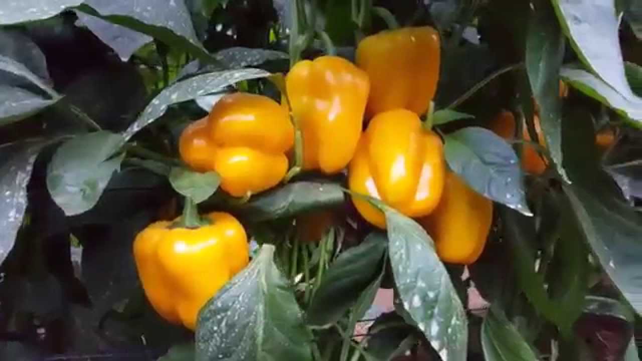 Sweet Pepper in Paran, Israel - VT - YouTube