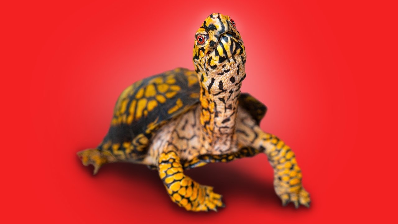 Garden State Tortoise Indoor Enclosure Ideas + Special Feature! - YouTube