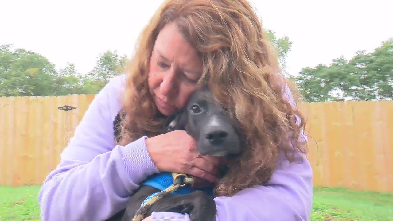 Ruff Start Rescue Joins WCCO To Discuss Adopt A Shelter Dog Month - YouTube