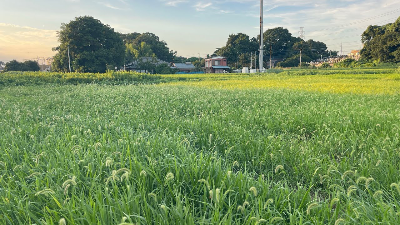 2025年7月28日 clouds & frog - YouTube