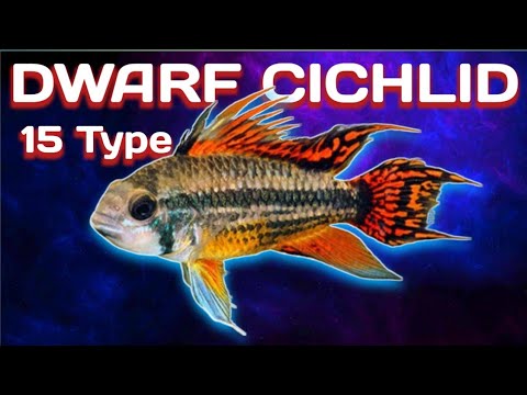 15 Amazing Types Of Dwarf cichlid Species, Rare And Commen Dwarf ...