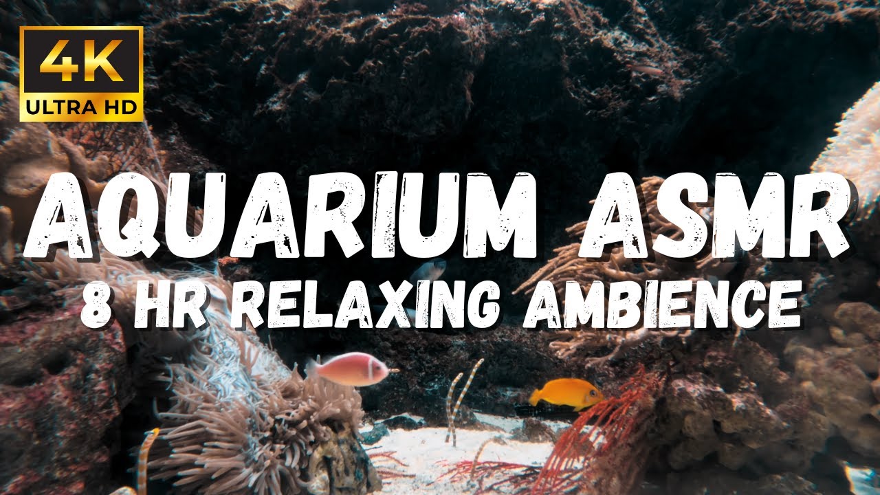 Underwater asmr sleep: Calming Aquarium Ambience With Relaxing Fish ...