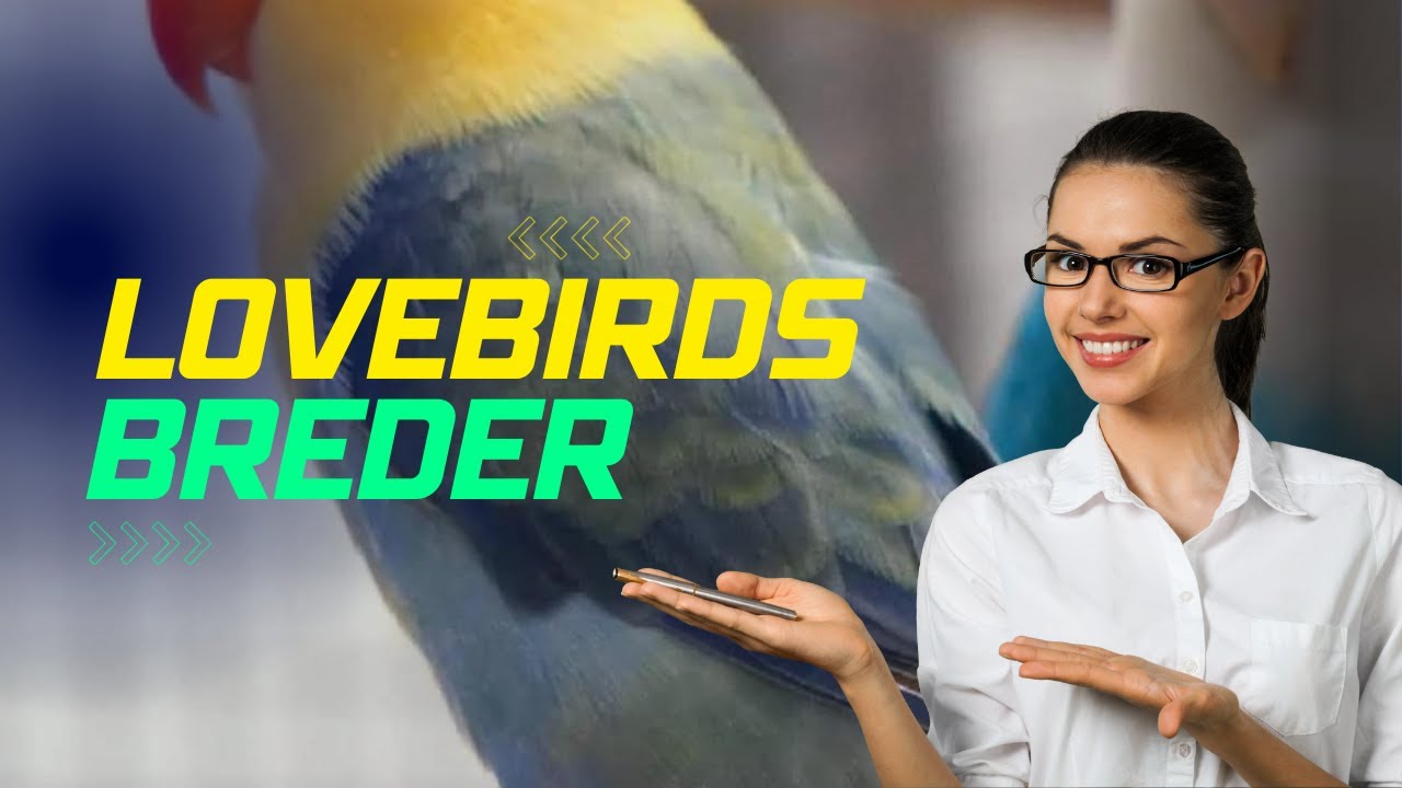 How to breed budgies 🐣 8 tips for successful breeding - YouTube