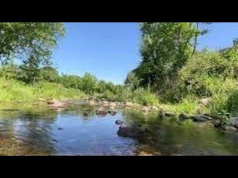 Akarsuya yansıyan bahar renkleri.. Doğa, orman, su, kuş sesleri.. Dinlendirici meditasyon müziği