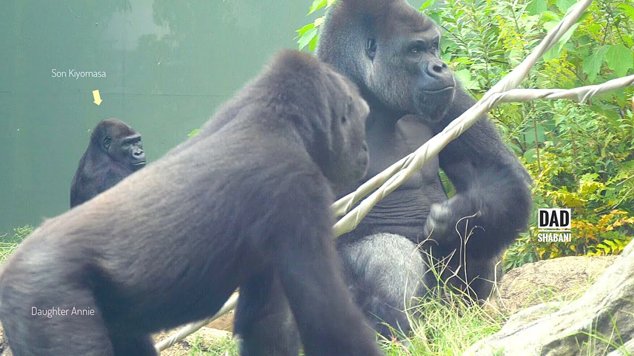 Gorilla Dad Is Not In The Mood To Play With Son | The Shabani Family ...
