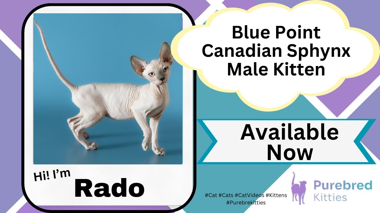 Rado Blue Point Canadian Sphynx Male Kitten Available Now | Purebred ...