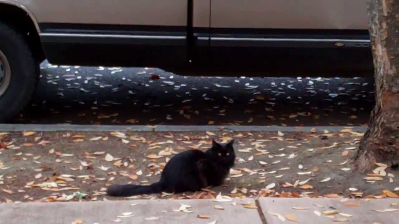 Squirrel Scolds Cat - YouTube