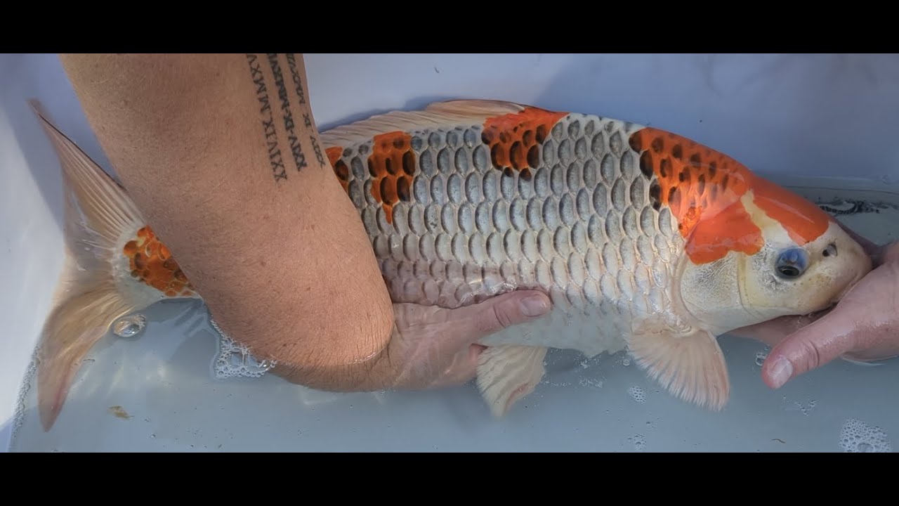 Koi annual measure up and health check - YouTube