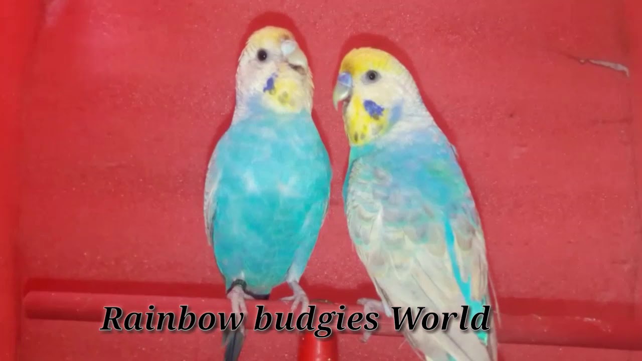 rainbow budgies | my rainbow breeder collection | quality rainbows ...