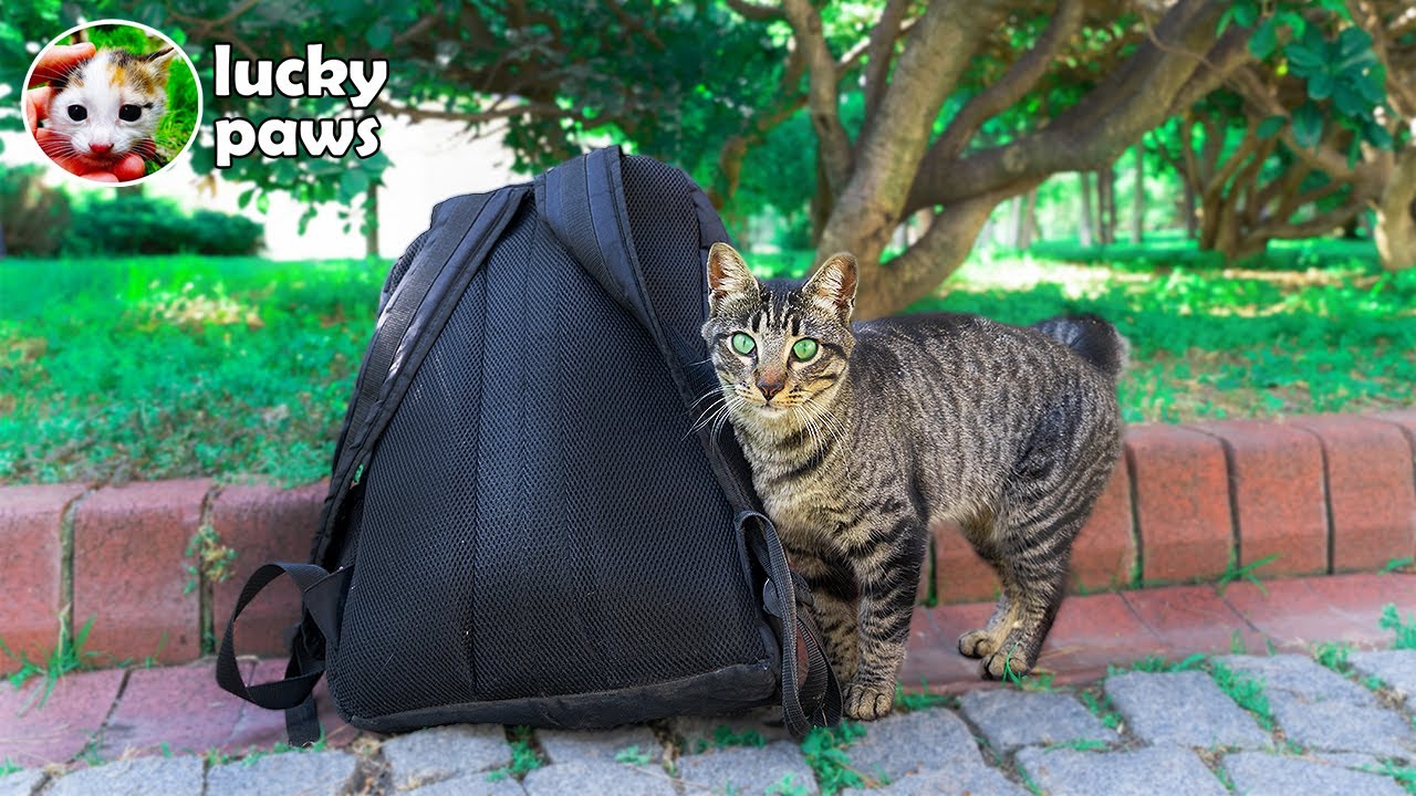 a STRAY CAT is trying to TAMPER with a MAN's BAG sitting in the park ...