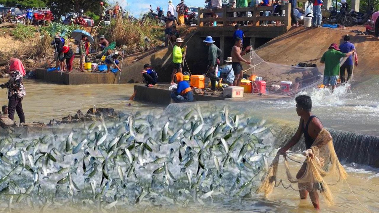Viral Fishing Video in my Village Catching lot of fish, cast net ...