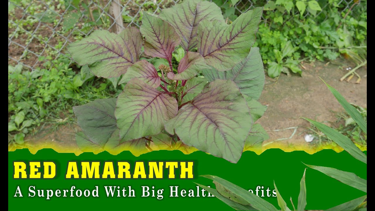 What Is Red Amaranth? A Superfood With Big Health Benefits | TOP 10 ...