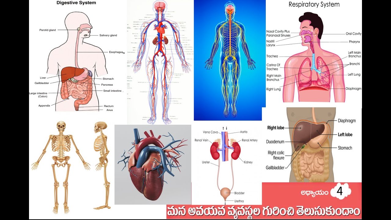 Class 5, EVS, Know our Organ Systems, Circulatory System, 5 వ తరగతి మన ...