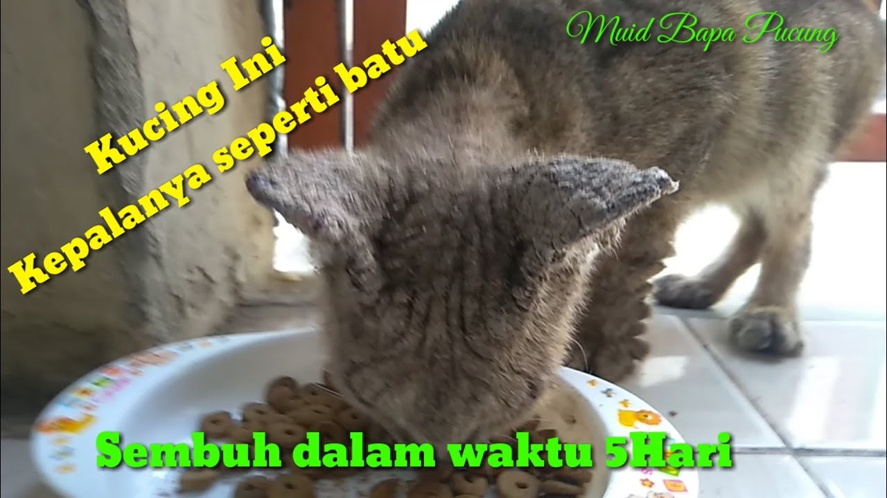 Kucing kampung yang butuh pengobatan, badan penuh jamur dan budugan ...