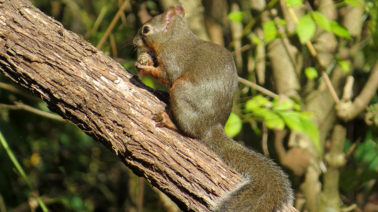 Japanese Squirrel - YouTube