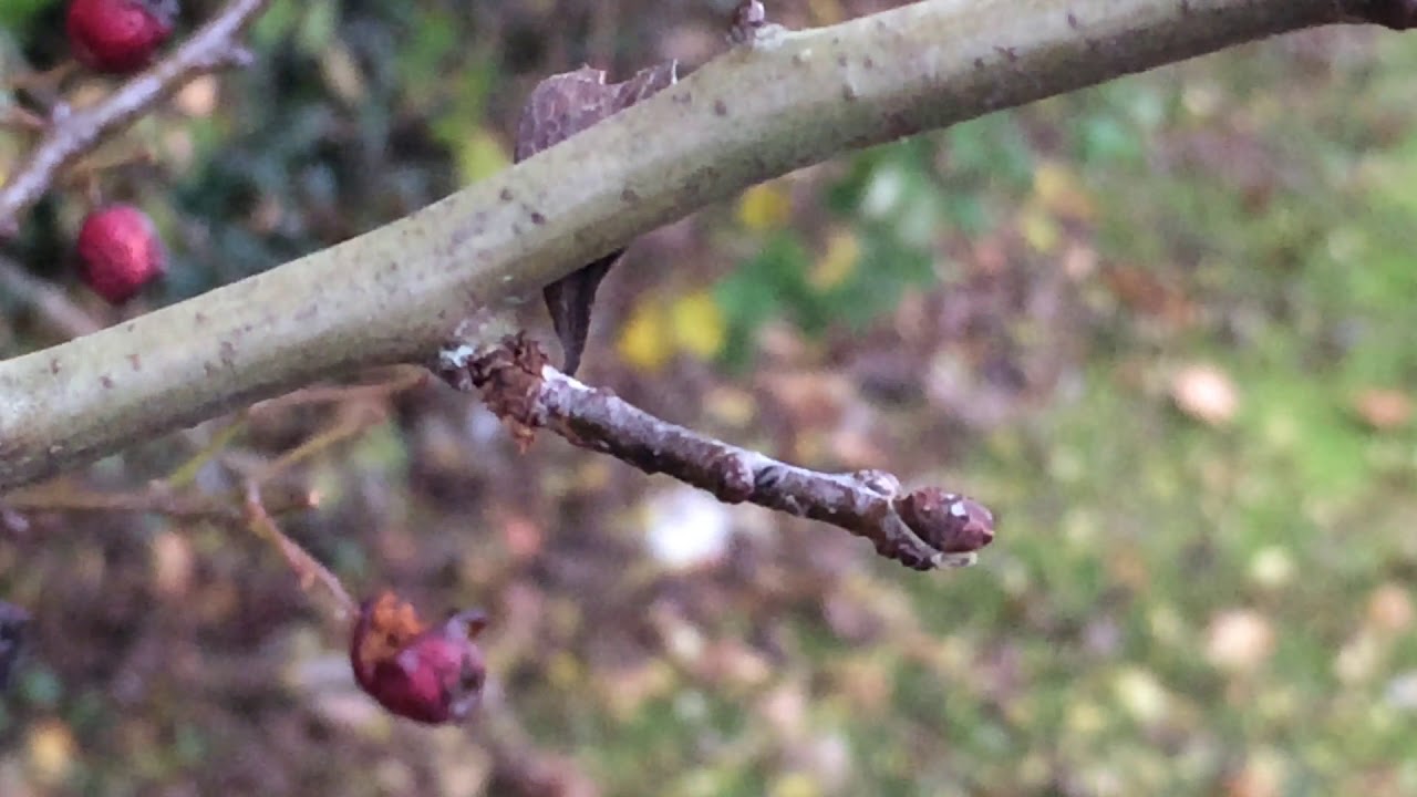 Common Hawthorn (Crataegus monogyna) - buds - November 2017 - YouTube