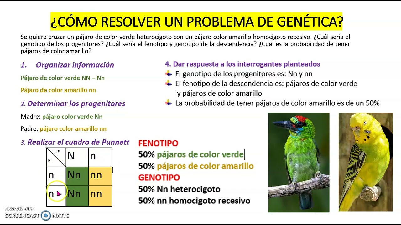 ¿CÓMO RESOLVER UN PROBLEMA DE GENÉTICA? - YouTube