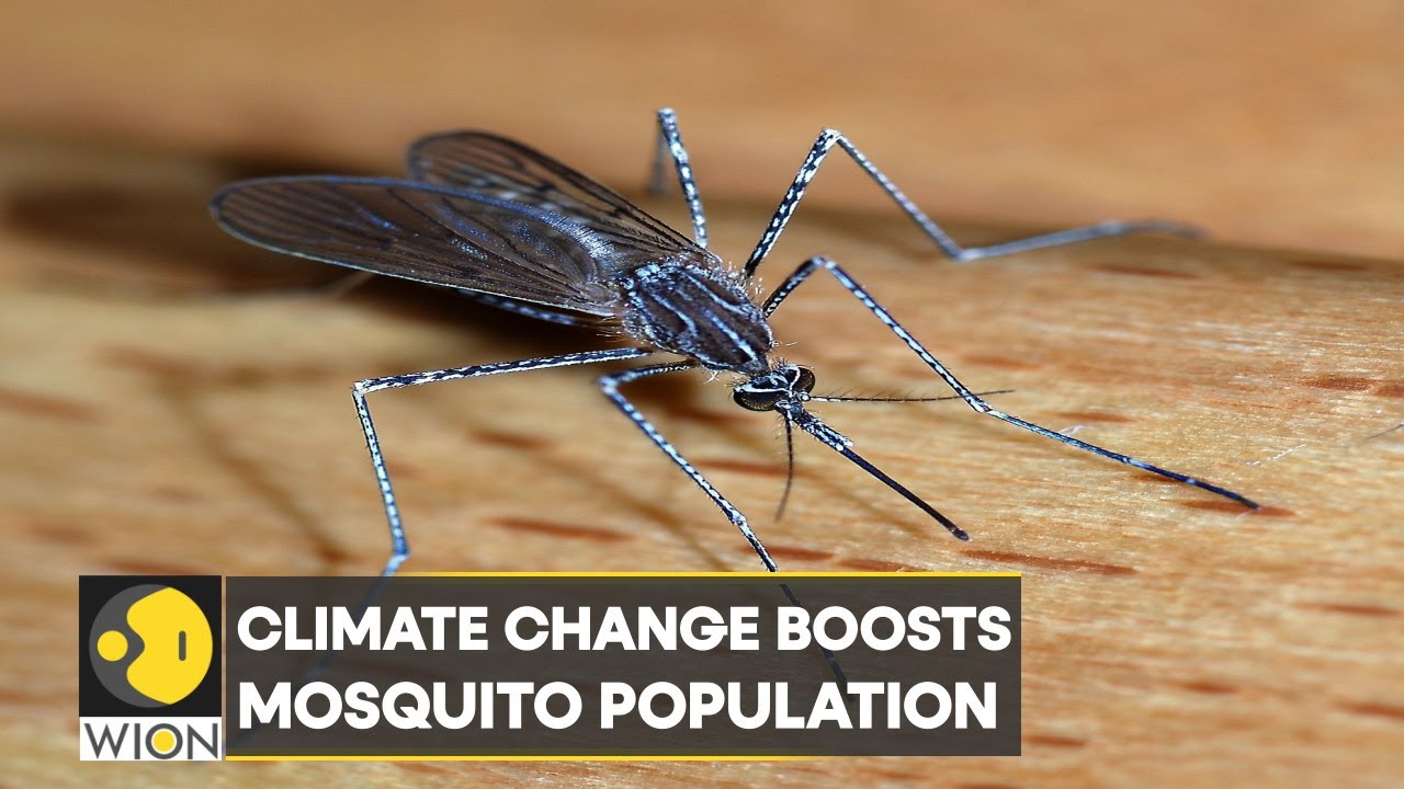 WION Climate Tracker | Mosquito spraying industry booms in US, climate ...