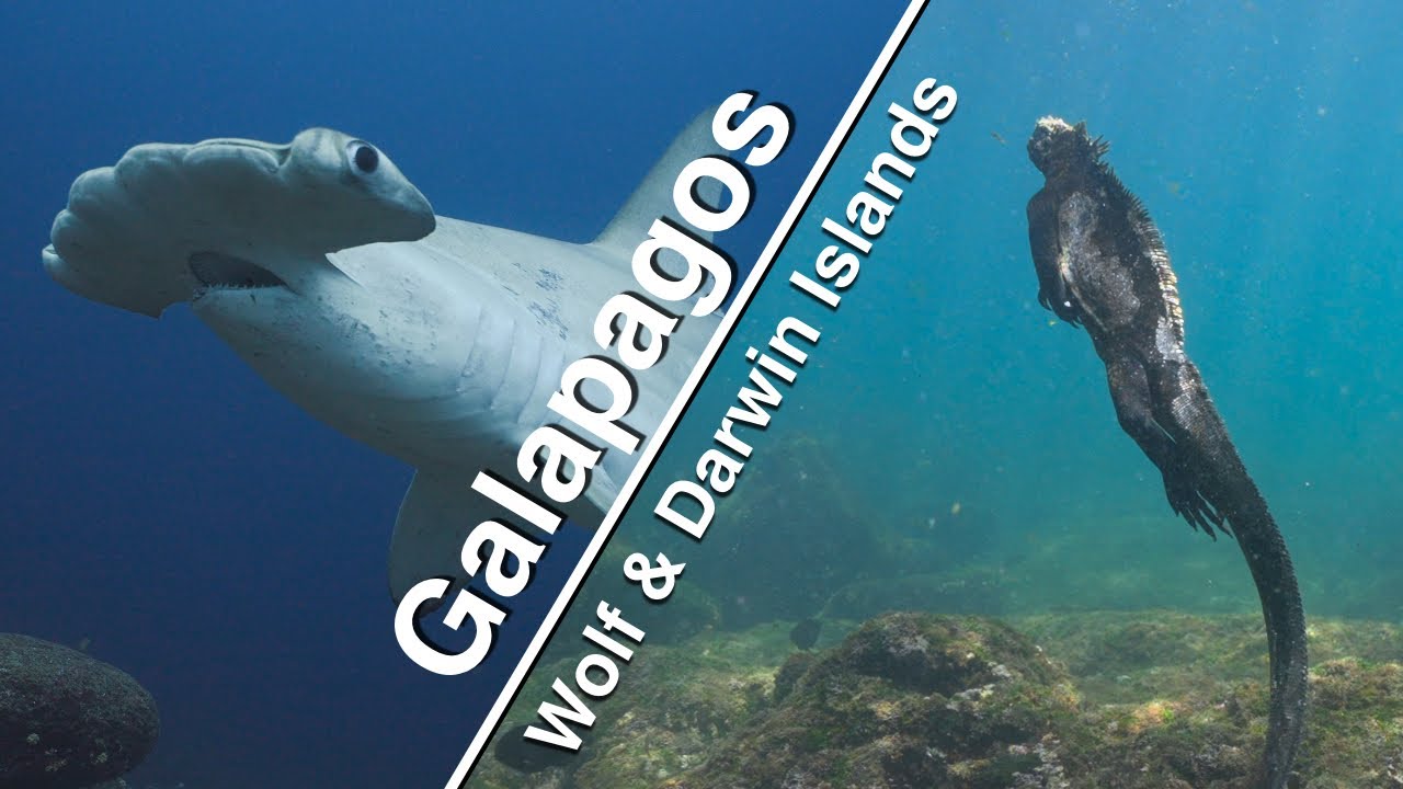 Underwater Footage from Wolf & Darwin Islands – Hammerheads & Whale ...