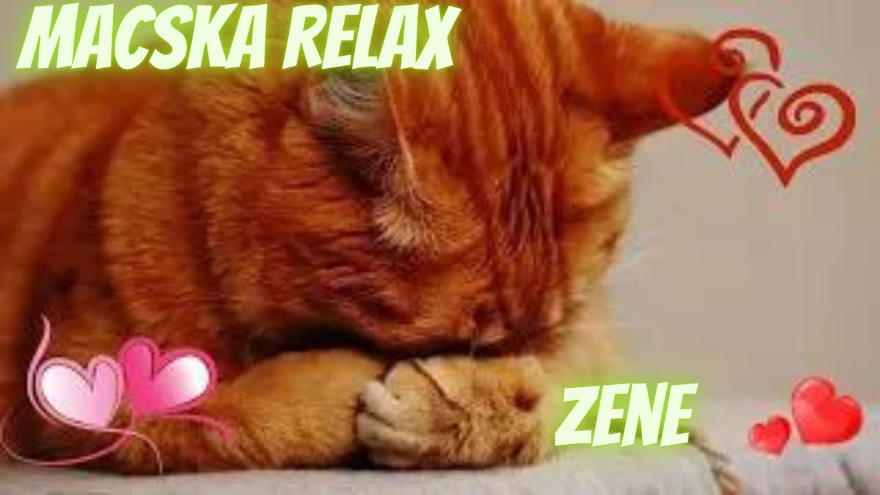 Macska relax zene 🐱 Macska nyugtató zenék 🐱 Macska altató zenék 🐱 Cica ...