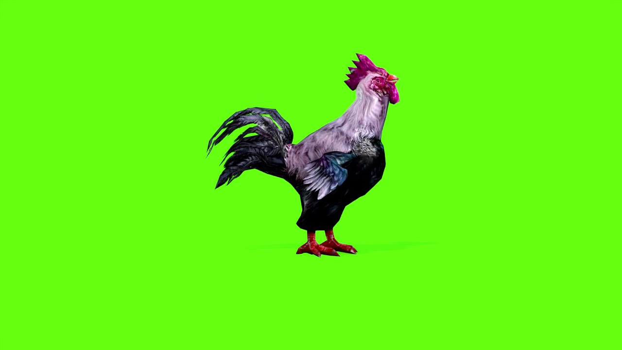 Green Screen Rooster Animation - YouTube