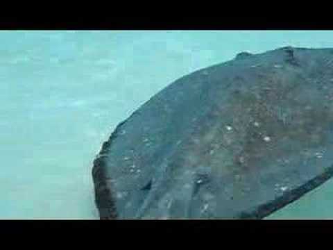 the stingray attack - YouTube