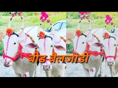 ता.केज जि.बीड भैय्या गायकवाड बैलं जोड विक्री bail Jodi - YouTube