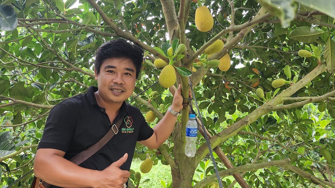 Hướng Dẫn Cách Nuôi Trái Mít Indo Ruột Đỏ Tròn Đều và Hạn Chế Méo Trái ...