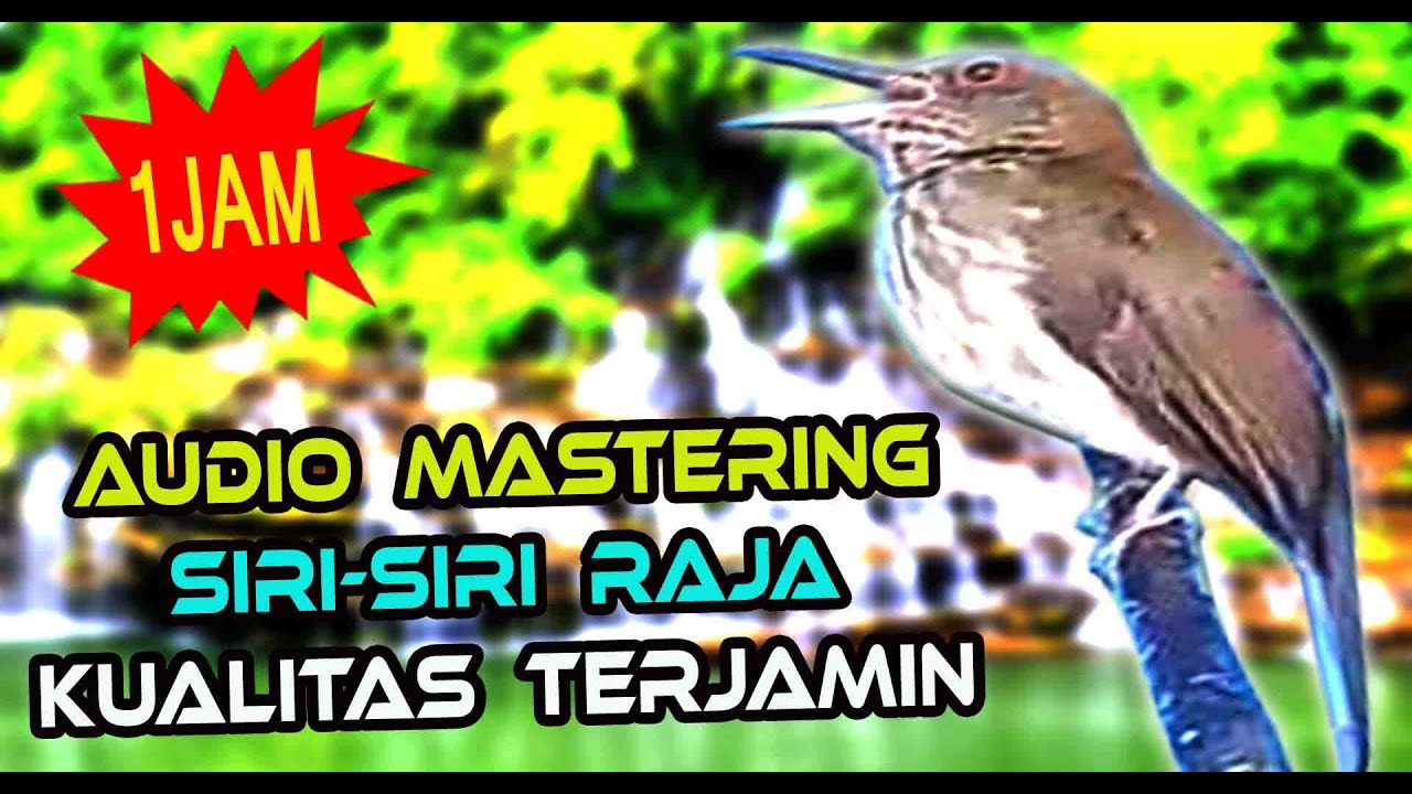 SUARA BURUNG SIRI SIRI RAJA GACOR BUAT MASTERAN - YouTube
