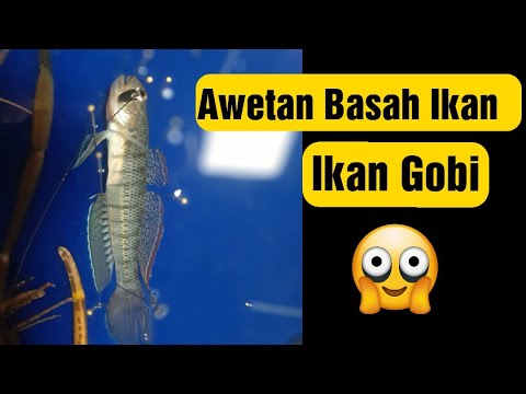 Cara Melakukan pengawetan Ikan dengan mudah melalui Metode Awetan Basah ...