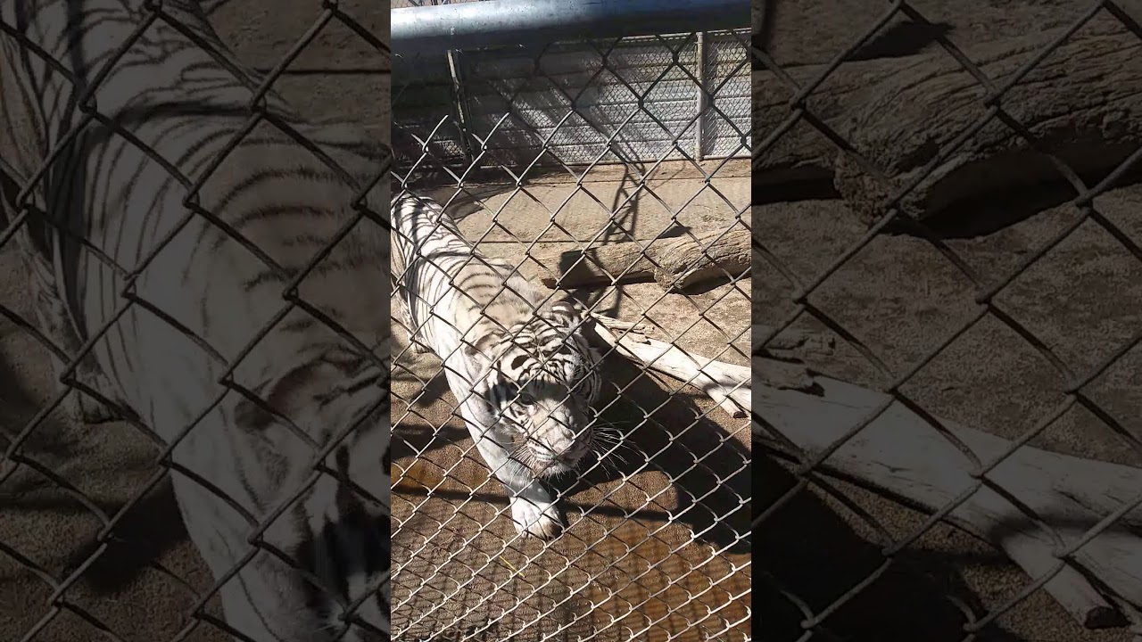 WHITE TIGER ATTACK IN RENO! - YouTube