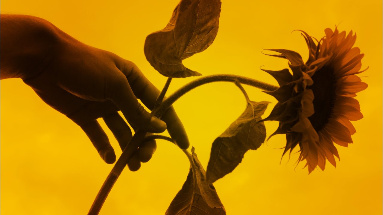 Subtle Sunflower - YouTube
